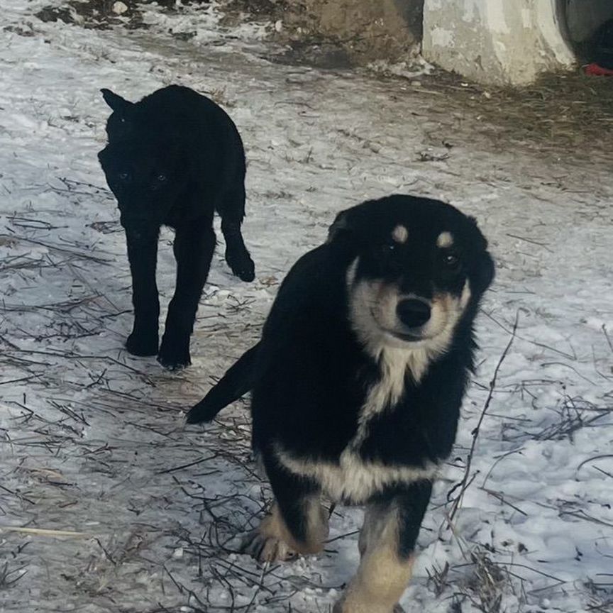 Щенки в хорошие руки