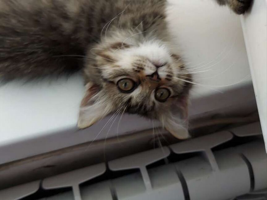 Котята в добрые руки бесплатно