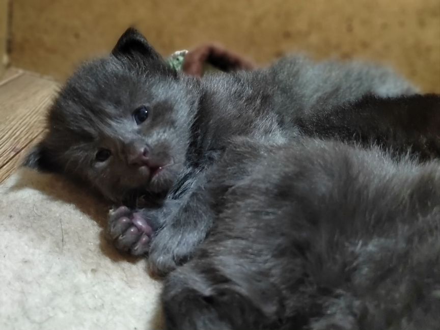 Котята мейкун