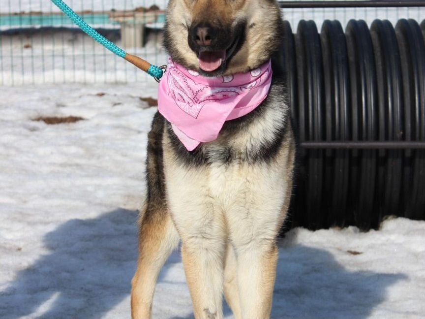 Соьака из приюта