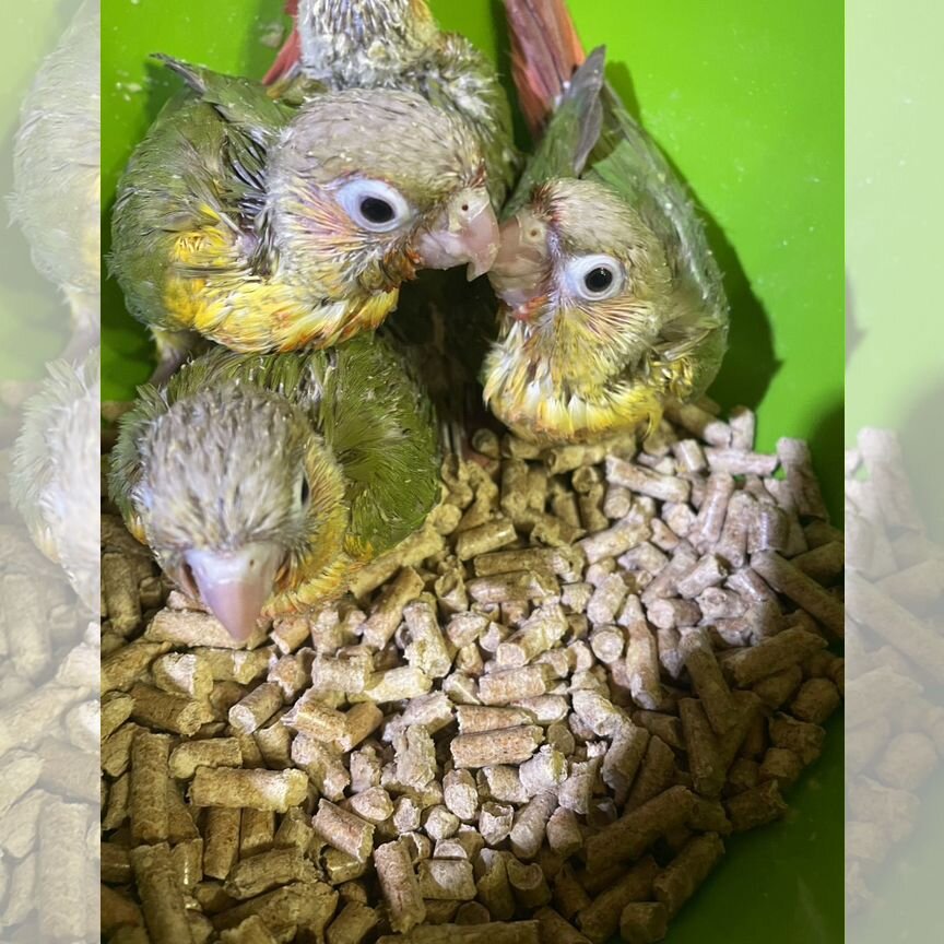 Попугай пиррура выкормыш