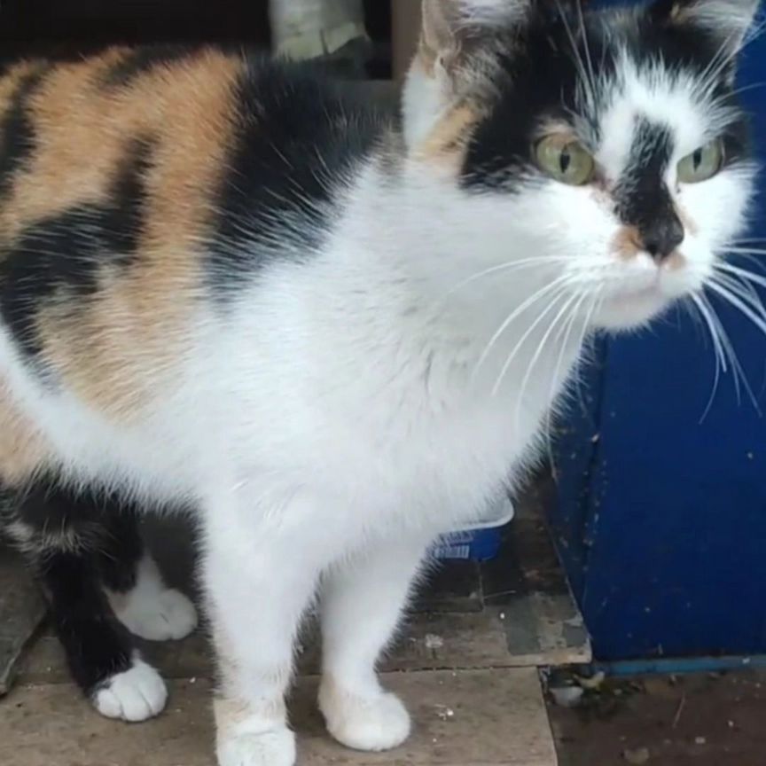 Кошечка в беде