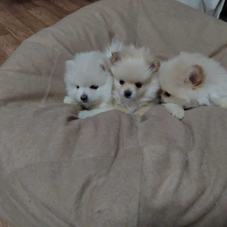 Померанский шпиц, щенок