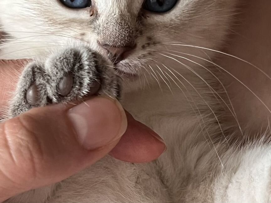 Кот Дымок