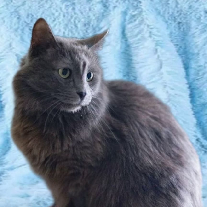 Кот в добрые руки