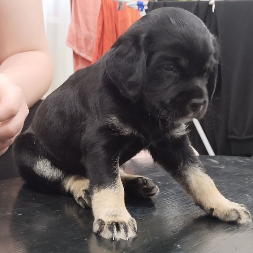 Русский охотничий спаниель, щенок