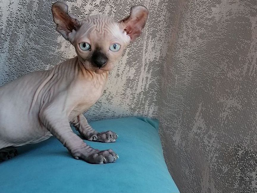 Канадский сфинкс эльф котенок