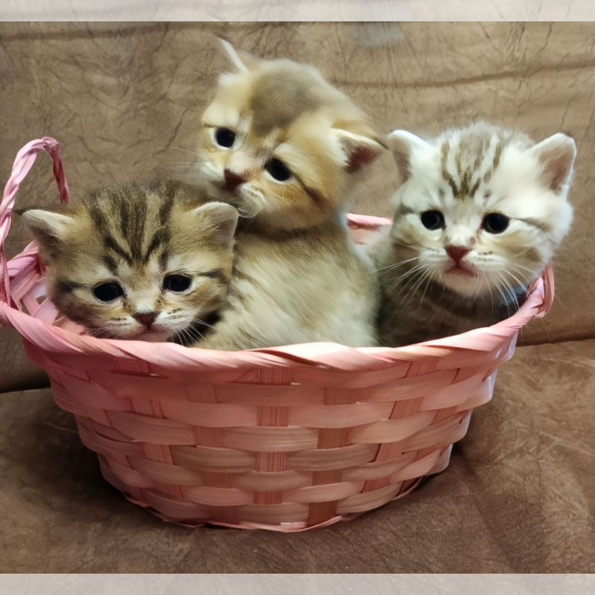 Шотландский прямоухий короткошёрстный котёнок