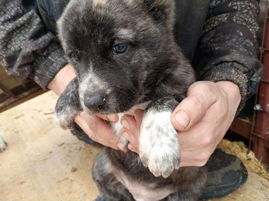 Среднеазиатская овчарка алабай