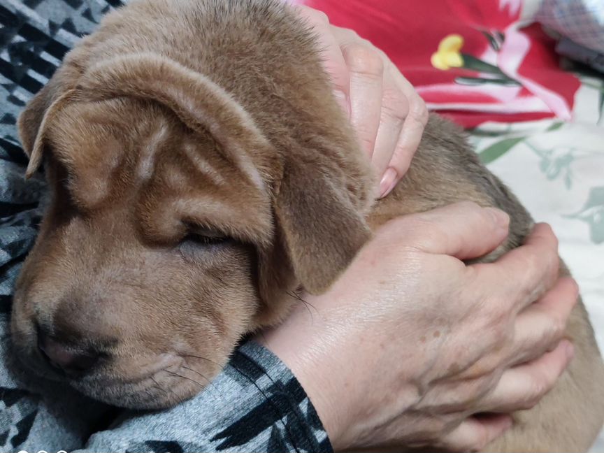 Щенки шарпей