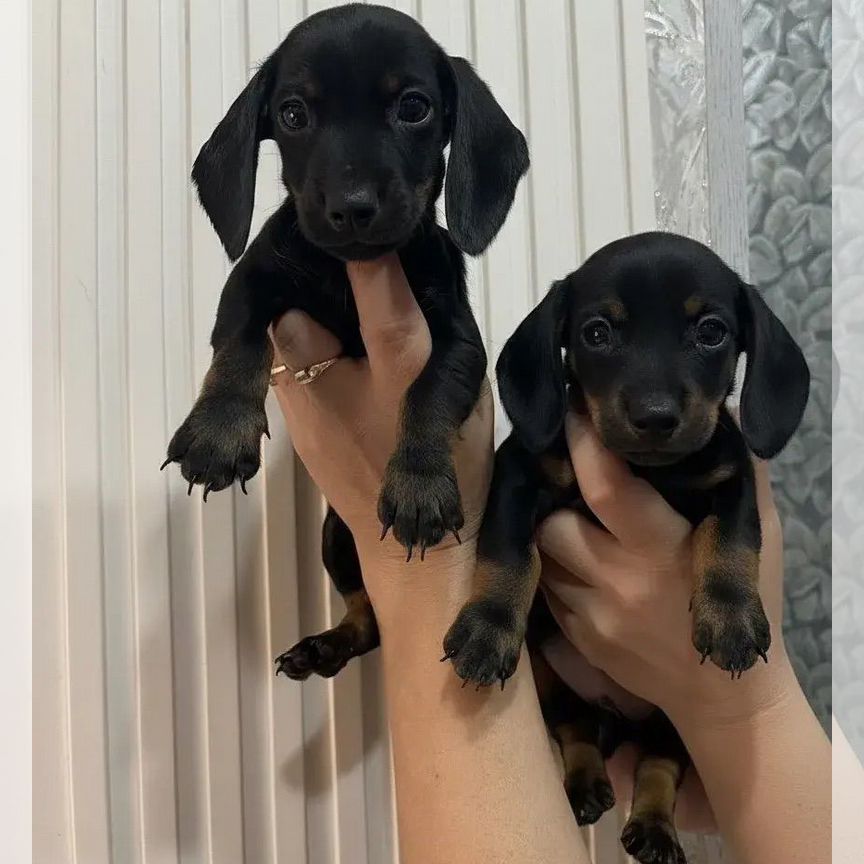 Такса, щенок