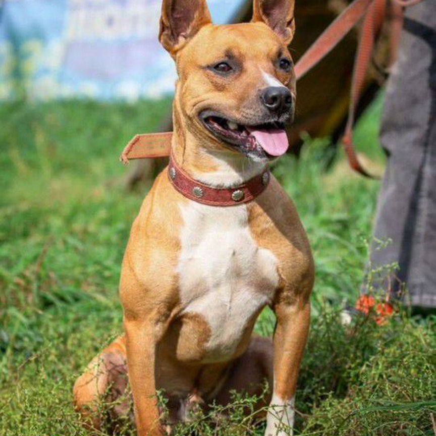 Собака в добрые руки