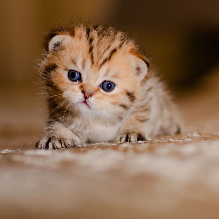 Шотландский вислоухий короткошёрстный котёнок