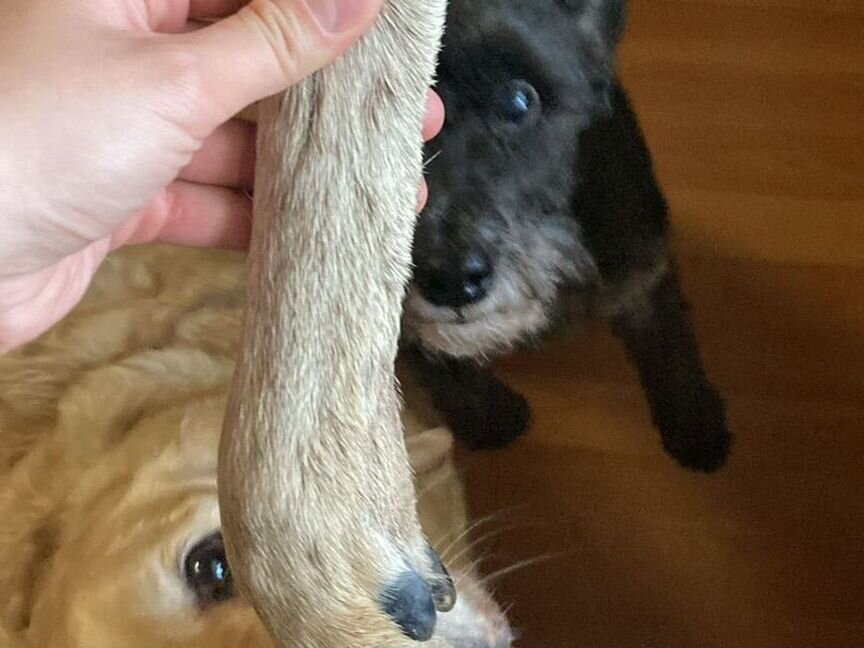 Мясо для собак