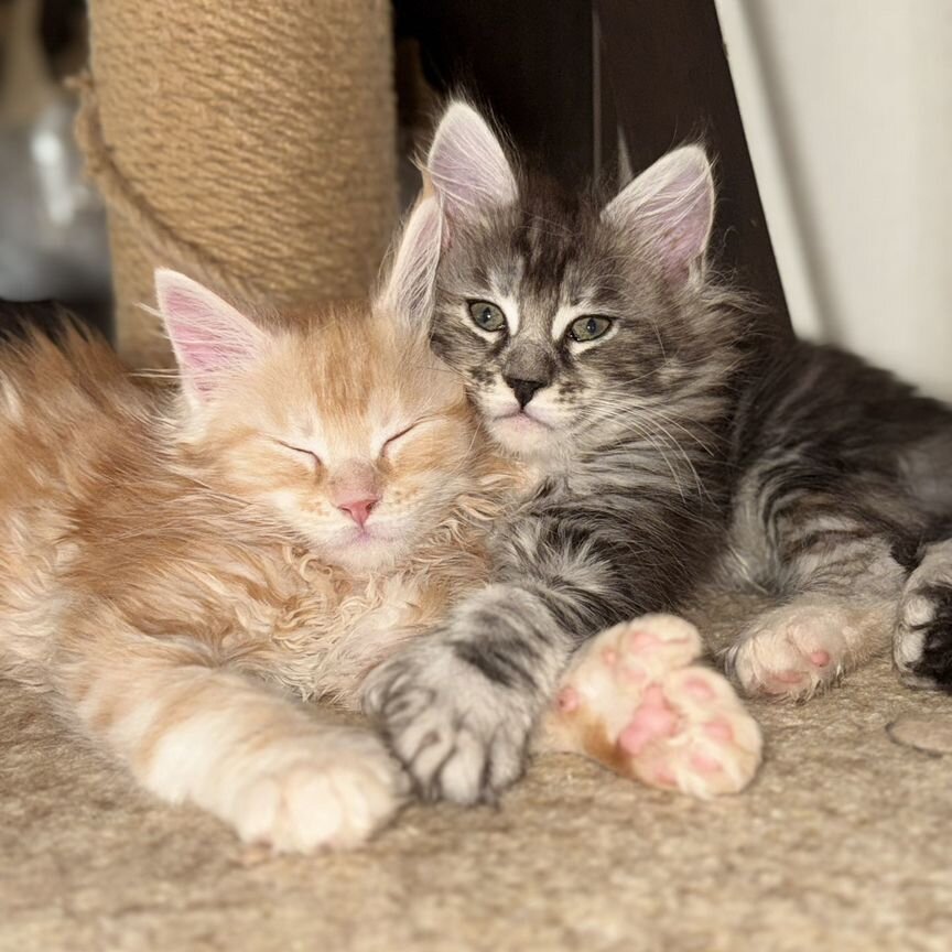 Мейн-кун котёнок