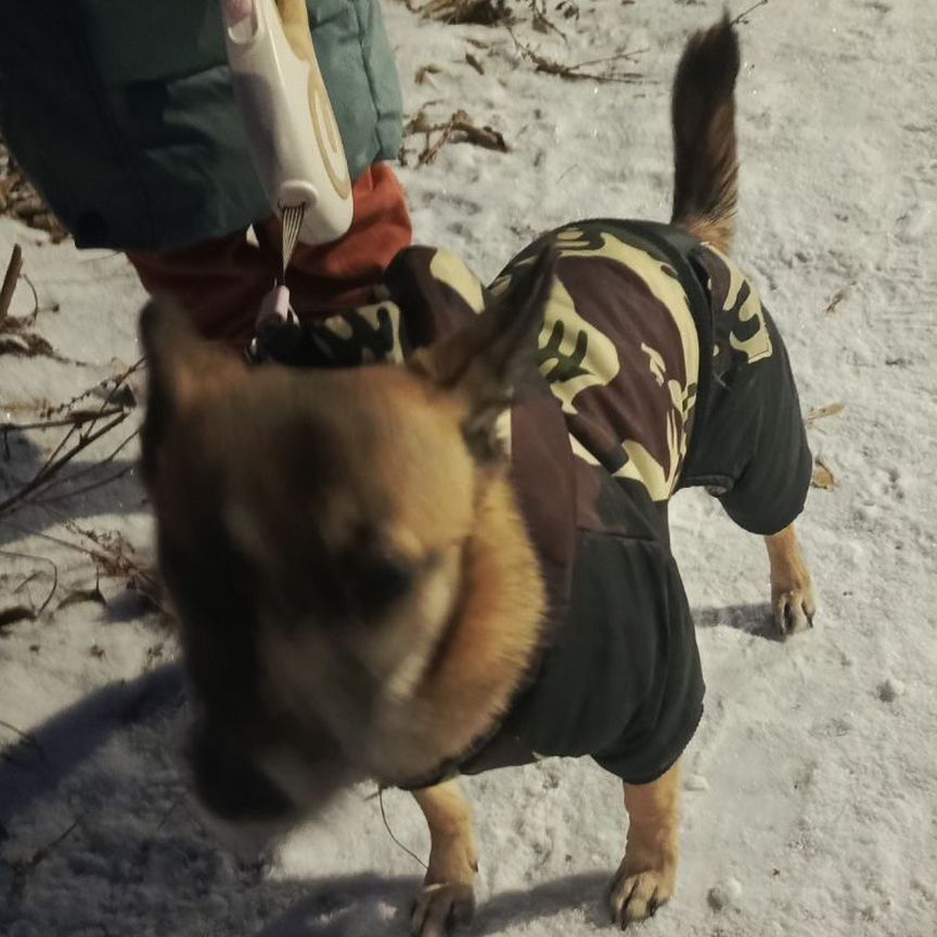 Взрослая собака в добрые руки