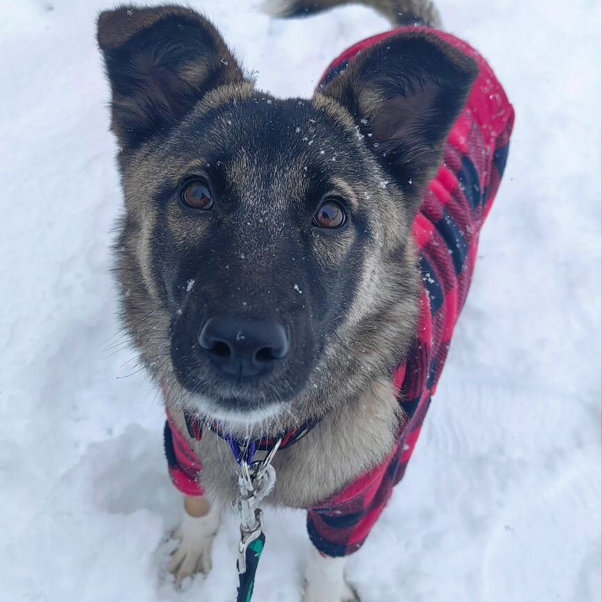 Красавица Моника в добрые руки