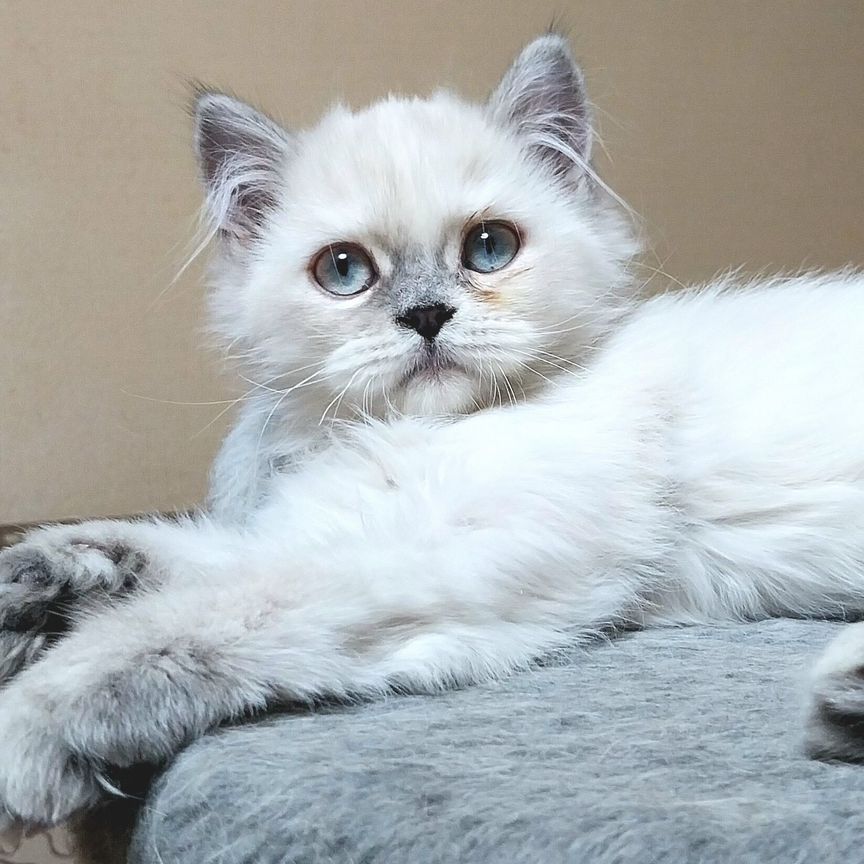 Шотландская девочка SFL 71 n 2133