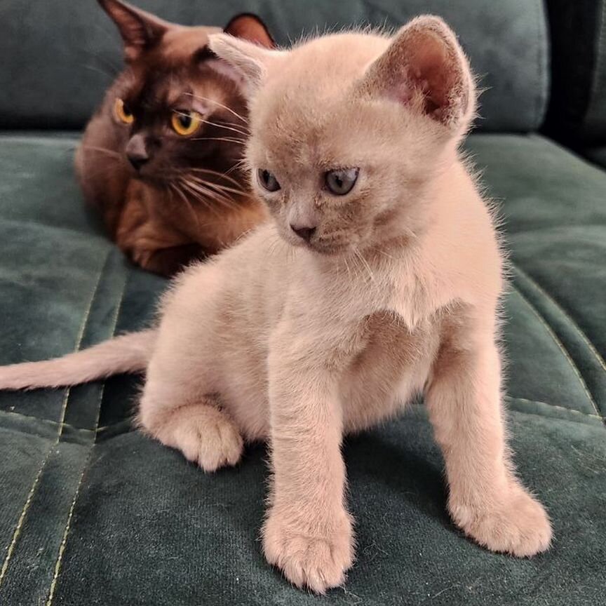 Бурманские котята