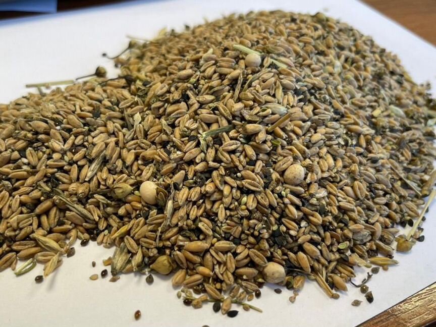 Зерноотход пшеницы