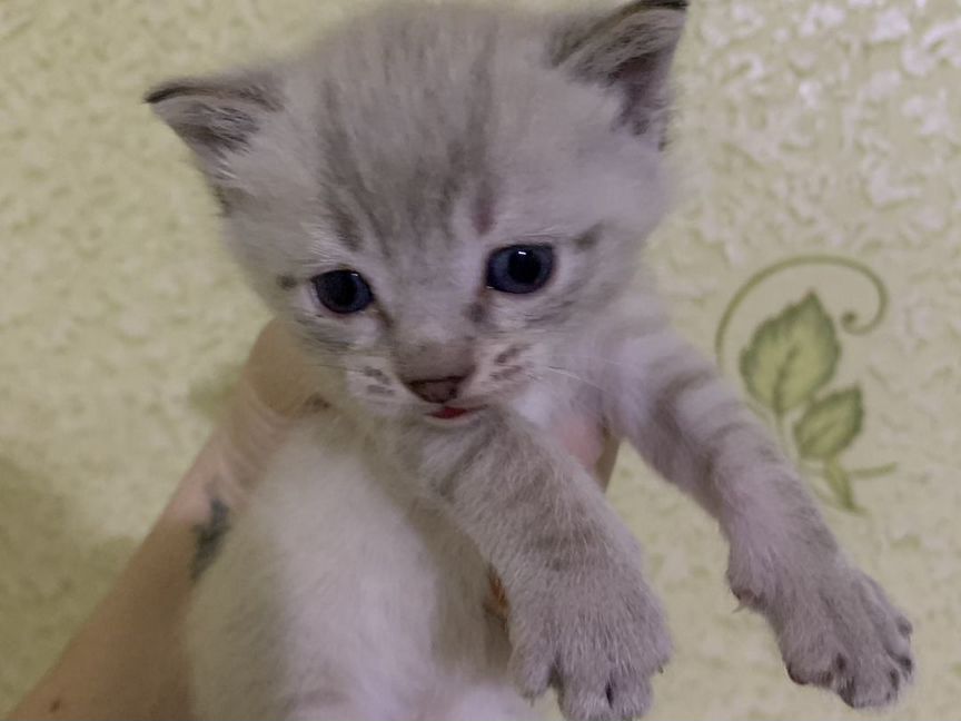 Отдам милых игривых котят в добрые руки