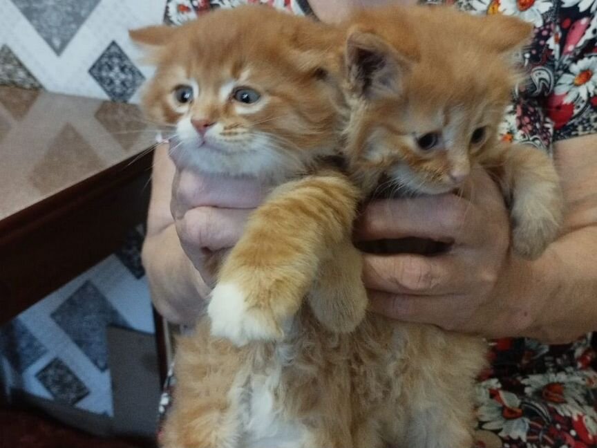 Кошечка стерилизованная и котята