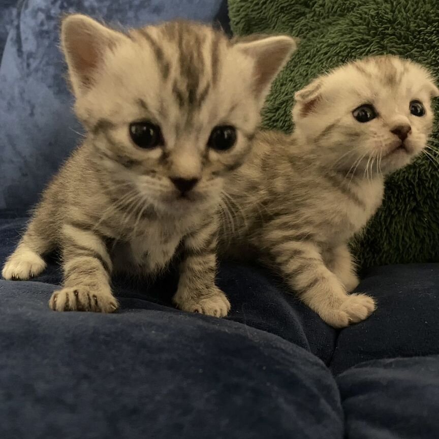Шотландский вислоухий короткошёрстный котёнок