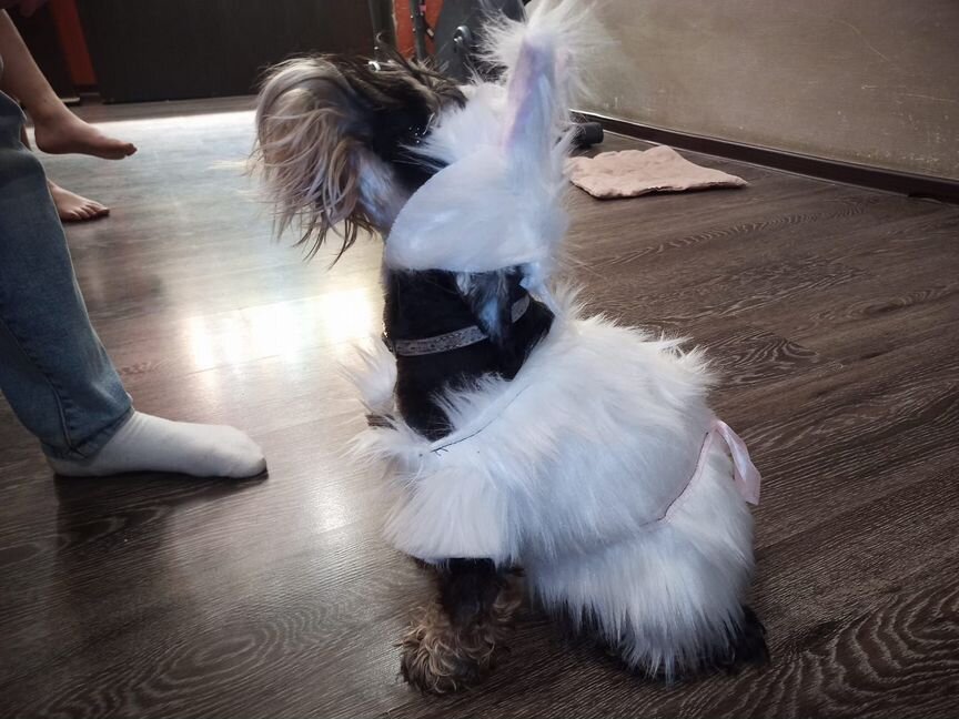 Костюм для собаки