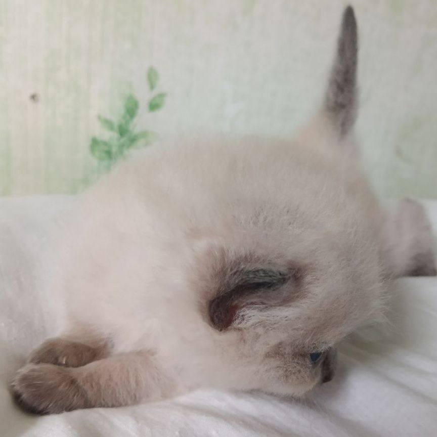 Котёнок в добрые руки