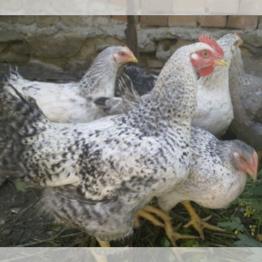 Куры мастер грей