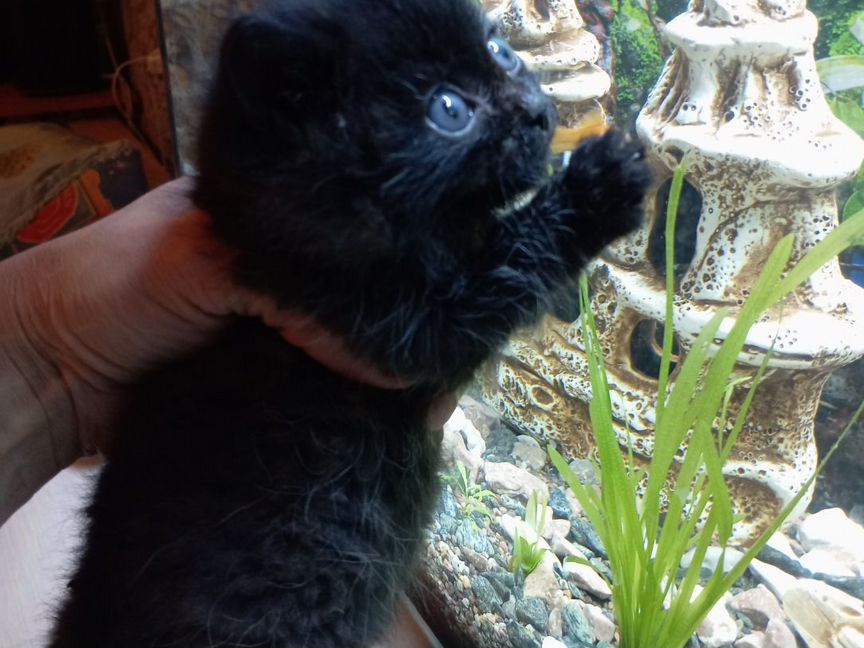 Котëнок девочка, 1 мес