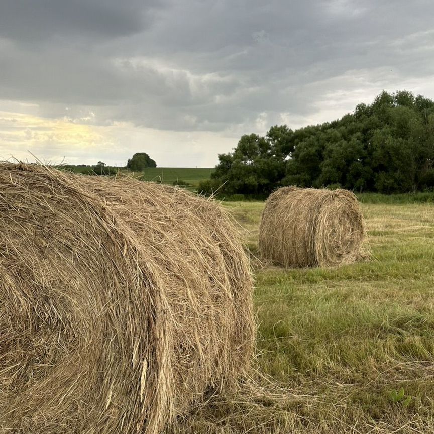 Продам сено в рулонах
