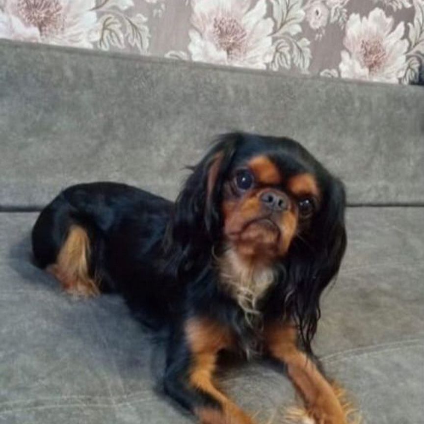 Кавалер Кинг Чарльз спаниель мальчик