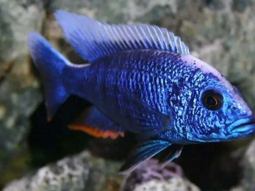 Цихлида 2шт