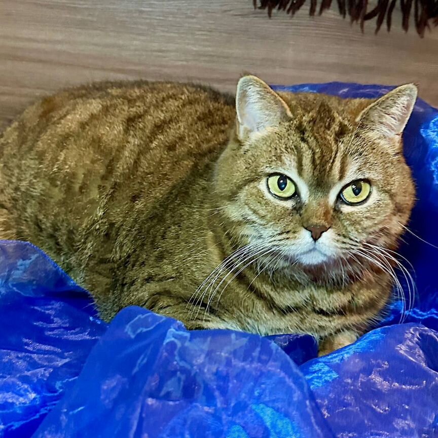 Британская короткошёрстная, взрослая кошка