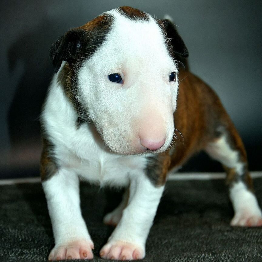 Бультерьер, щенок