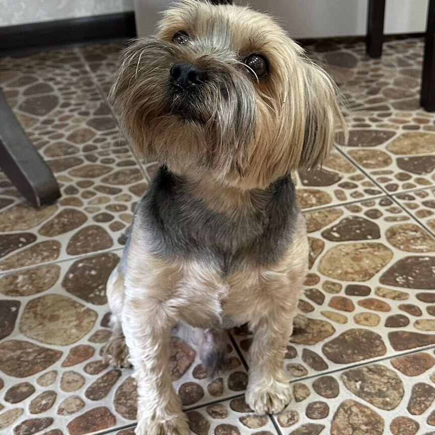 Йоркширский терьер, взрослый пёс