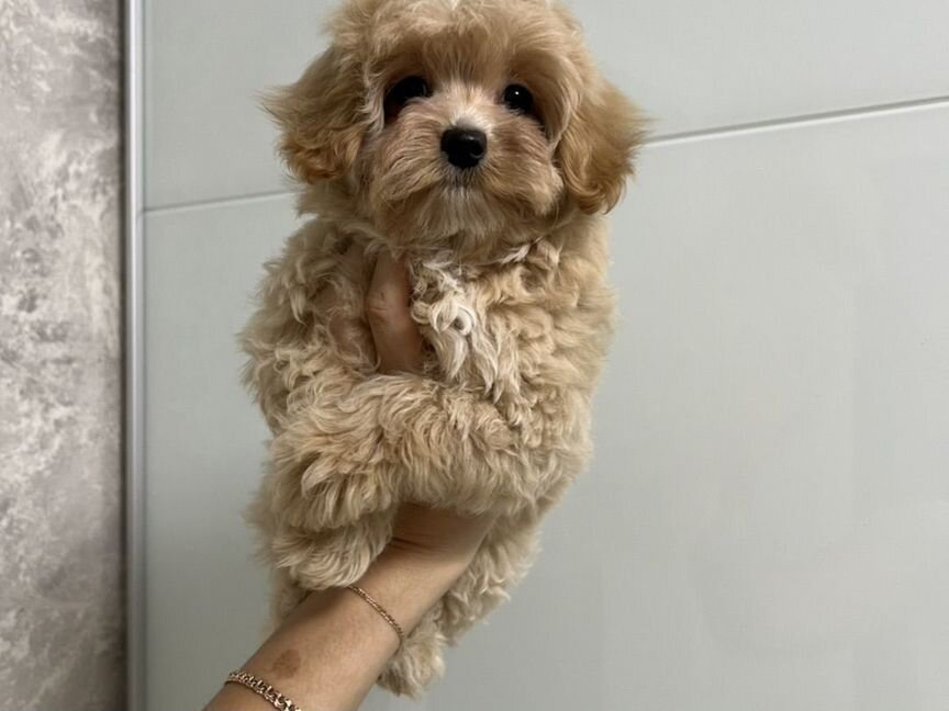 Мальтипу Ф1 девочка Корея мини карамель