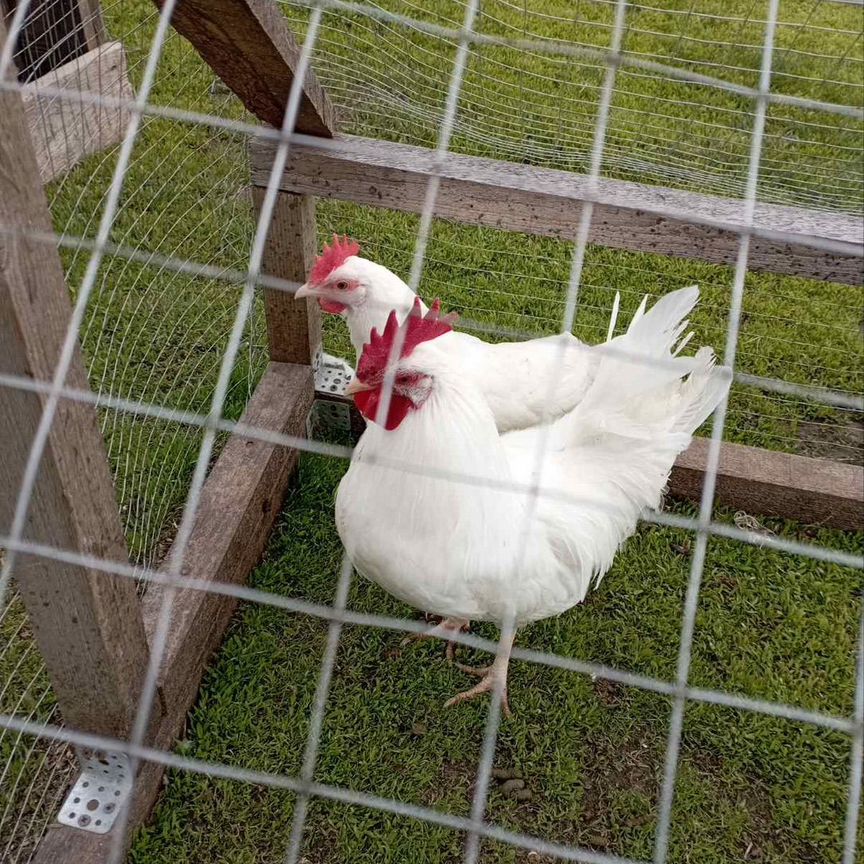 Куры легорн b 33