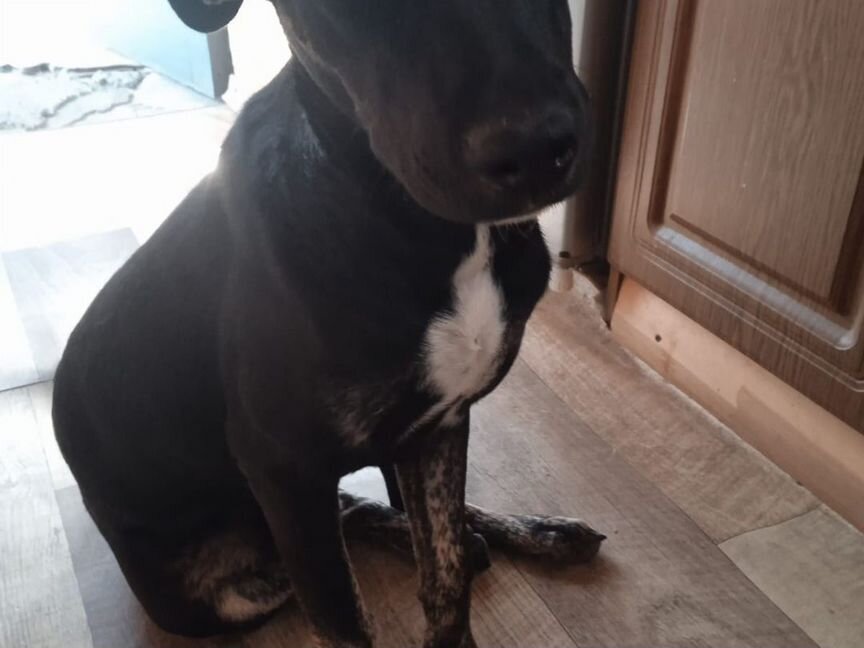 Щенок помесь стаффа