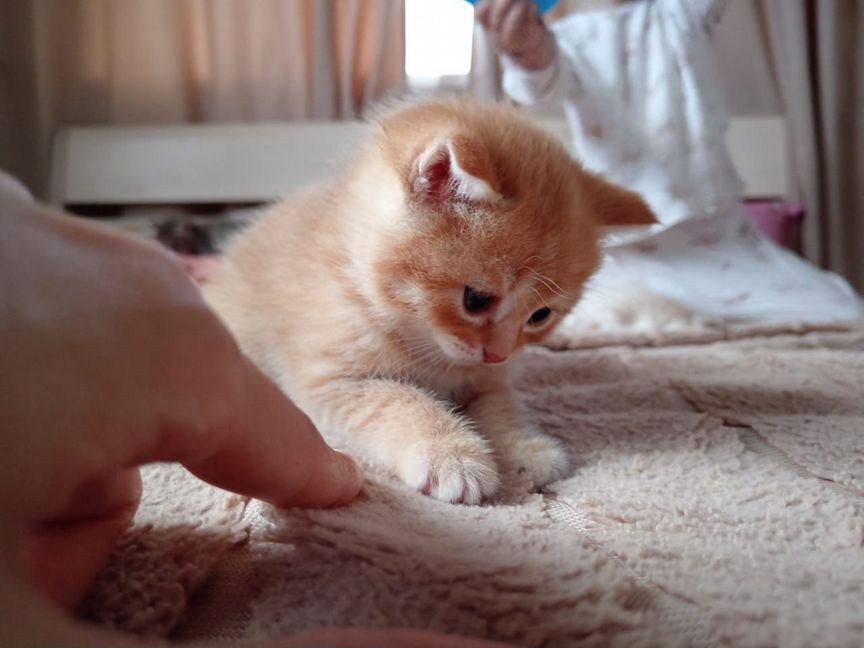 Котята отдам бесплатно