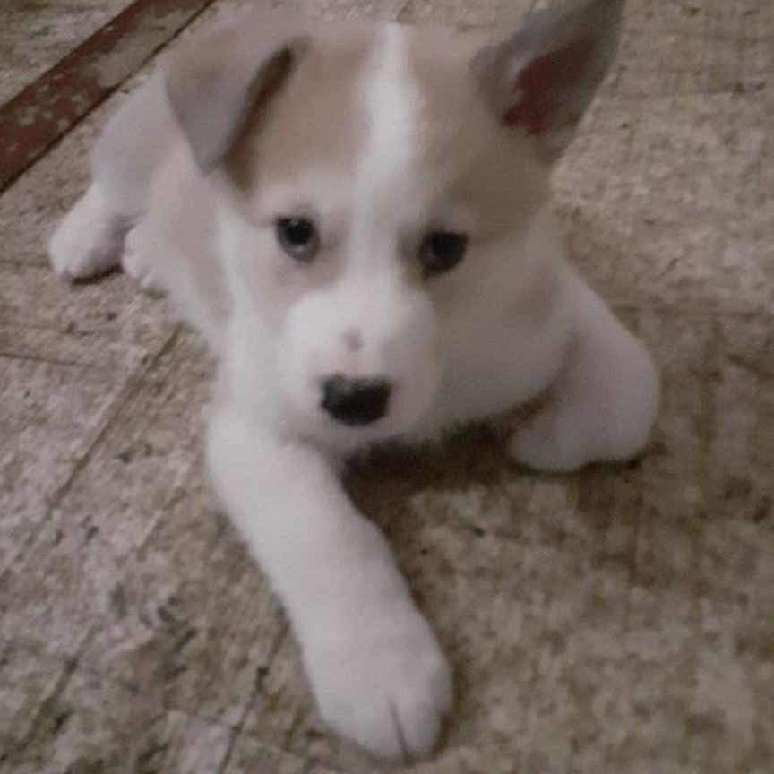 Восточносибирская лайка, щенок