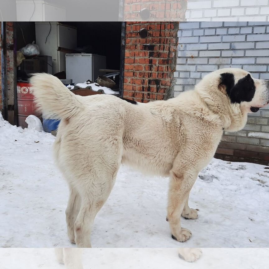 Среднеазиатская овчарка, взрослый пёс