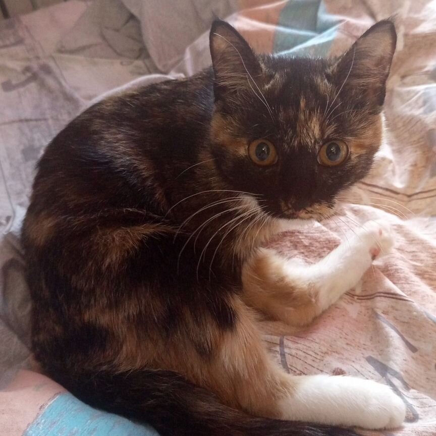 Котёнок в добрые руки