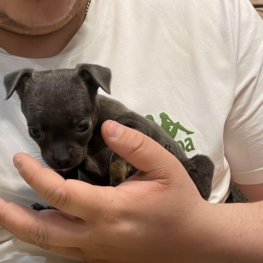 Русский той-терьер, щенок