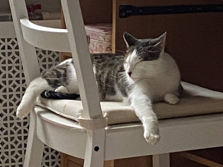 Отдам кошку в добрые руки стерилизована