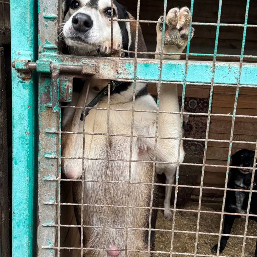 Щенок в добрые руки