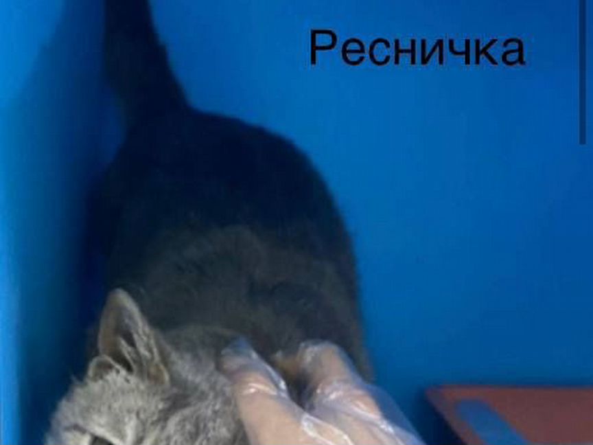 Ласковая кошка-подросток