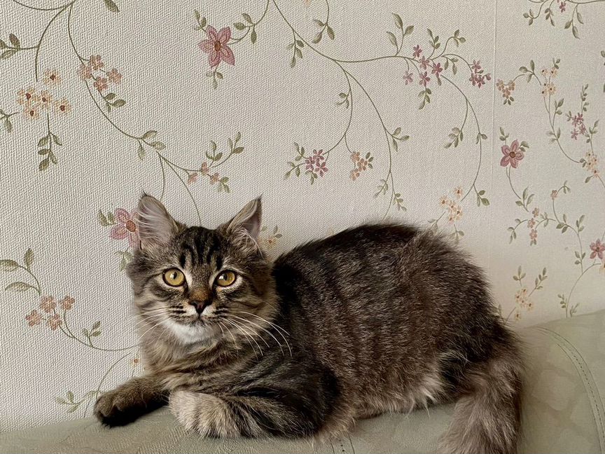 Котик 4-5 месяцев (в дар)