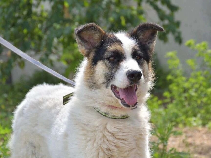 Фима-белый медвежонок